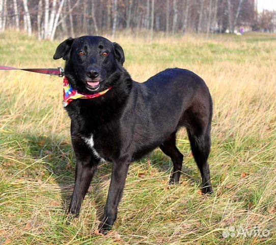 Милая Герда из приюта