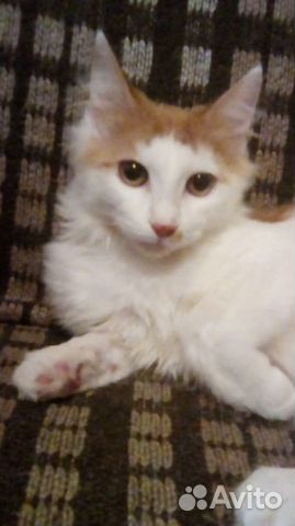 Пушистый рыжий красавец 4 мес в дар