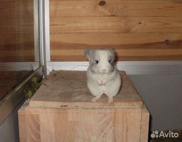 Шиншилла белый вильсон