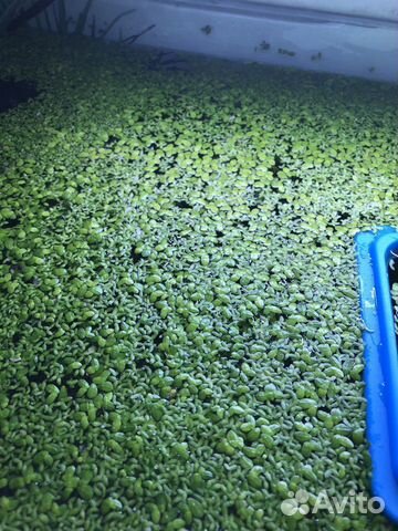 Ряска обмен