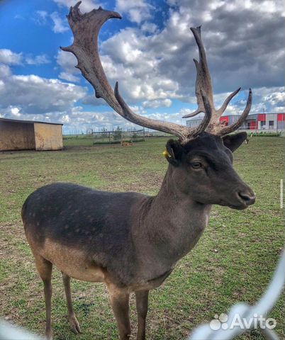 Европейские лани