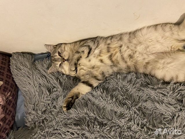 Британский кот в добрые руки