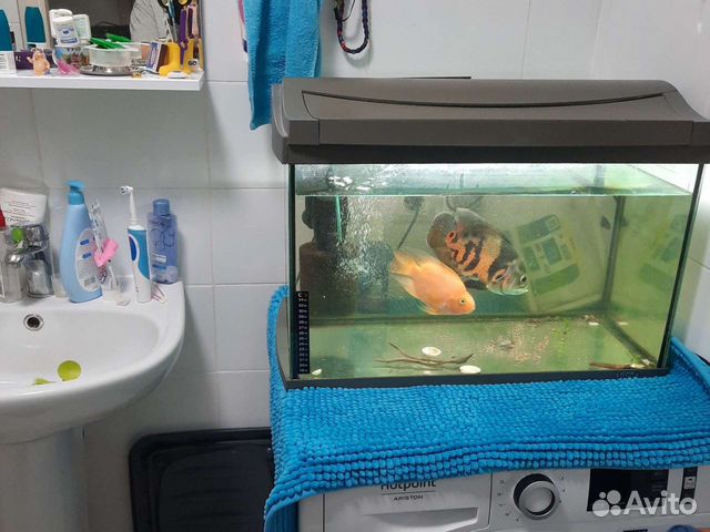 Аквариум tetra