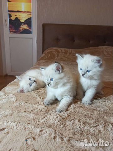 Невская маскарадная