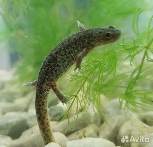 Отдам в добрые руки, двух испанских тритонов (маль