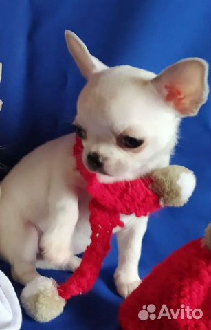 Чихуахуа mini девочка
