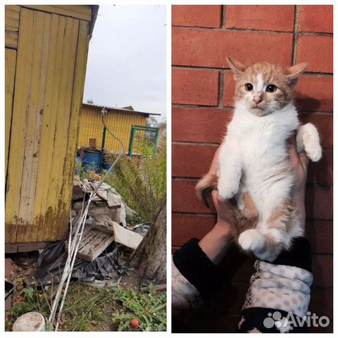 Шестой котенок-смертник с пустынных дач пойман