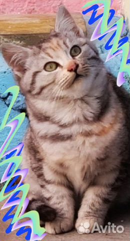 Полосатое счастье ищет дом