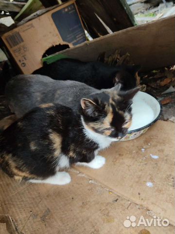 Котята около трёх месяцев, ласковые ручные, очень