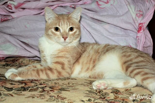 Рыжий кот 1,5 года в добрые руки