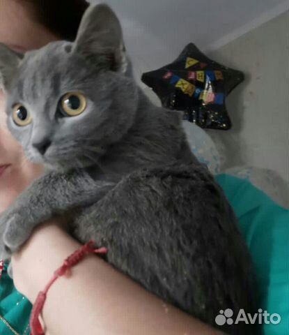 Виола - нежная мурчалка