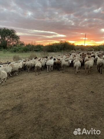 Матки на мясо