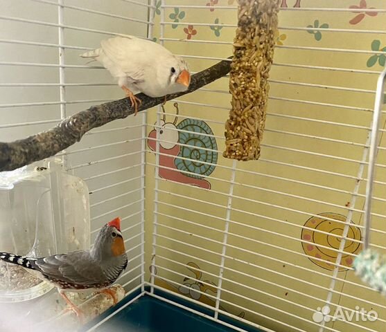 Амадины в добрые руки