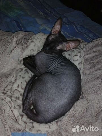 Донской сфинкс вязка