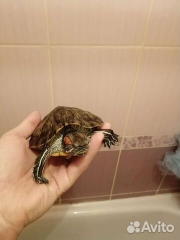 Красноухая черепаха бесплатно