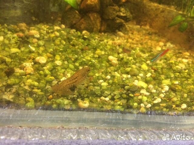 Аквариумные раки