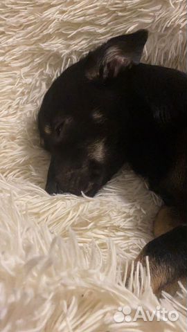 Собака маленькая в добрые руки