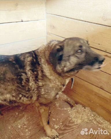 Добрейшая собака Карамелька в добрые руки