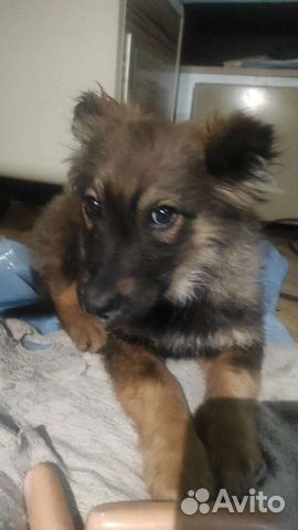 Щеночек ищет дом