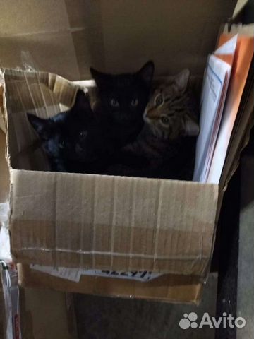 Кошки в добрые руки бесплатно