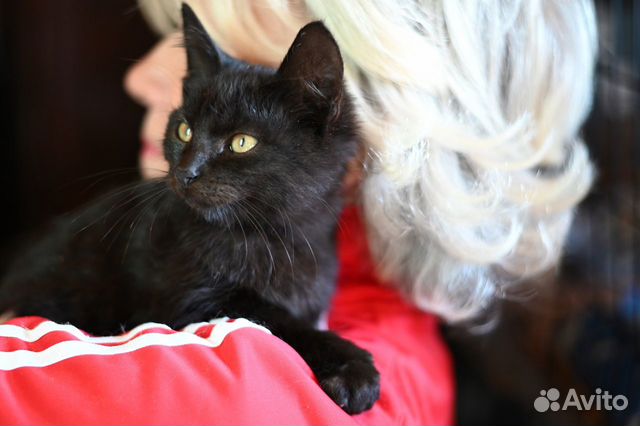 Черный бриллиантик полубританского типажа ищет дом