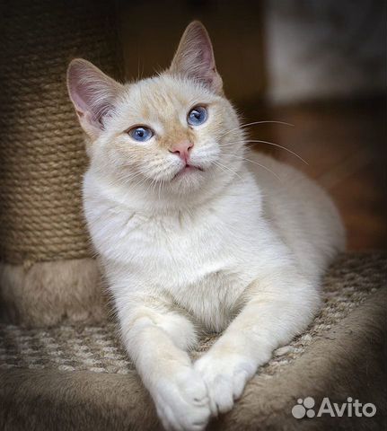 Белочка (8 мес) - шикарная кошечка ищет дом