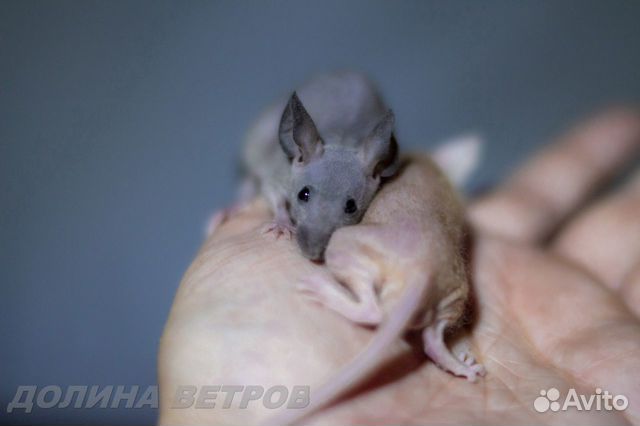 Мышки голые девочки и мальчики