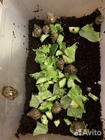 Улитята Ахатины