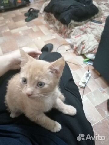 Кошка