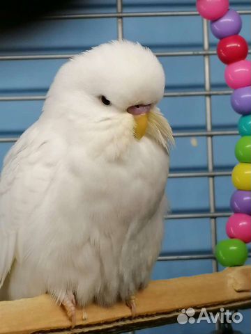 Выставочный волнистый попугай чех