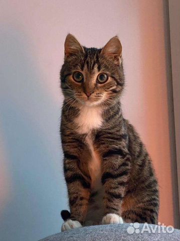 Котенок Майк ждёт свою семью