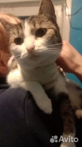 Пристраивается кошечка в семью