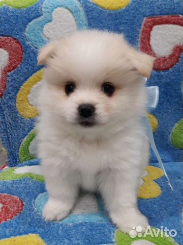 Щенки (помесь шпиц и балонка-шпиц)