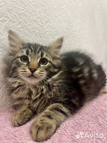 Котенок Тоша 3 мес