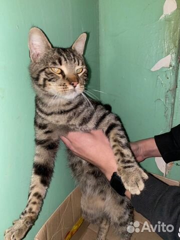 Кот в добрые руки