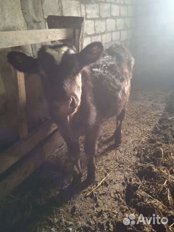 Бычки 5-6 месяц
