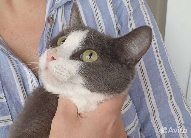 Мегаласковый котик, голубой с белым
