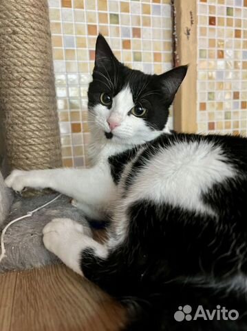 Котенок Марсель 4 мес