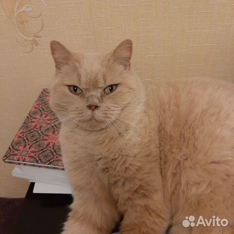 Кошки в добрые руки бесплатно