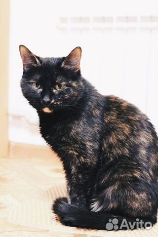 Кошка Луша из приюта