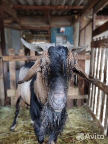 Нубийские козы