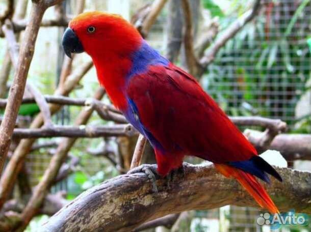 Продам выкормыша попугая эклектуса