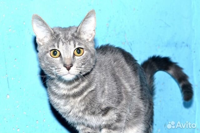 Кошечка Дженни ищет дом