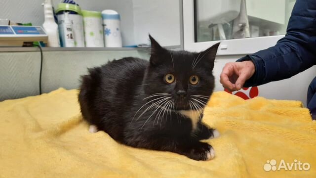 Котенок-карапуз (черный)