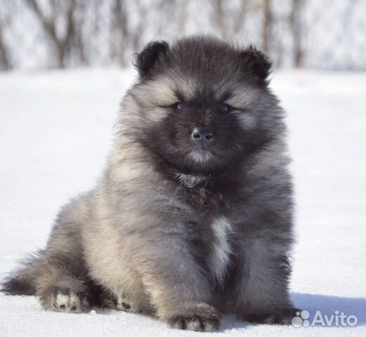 Собака