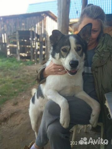 Арчик, молодой мальчишка ищет дом