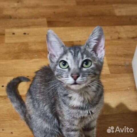 Смешная лопоушка ищет дом