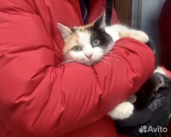 Трёхцветная кошка счастье в дом