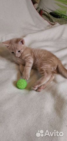 Котик 2 месяца