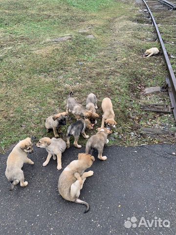 Щенки